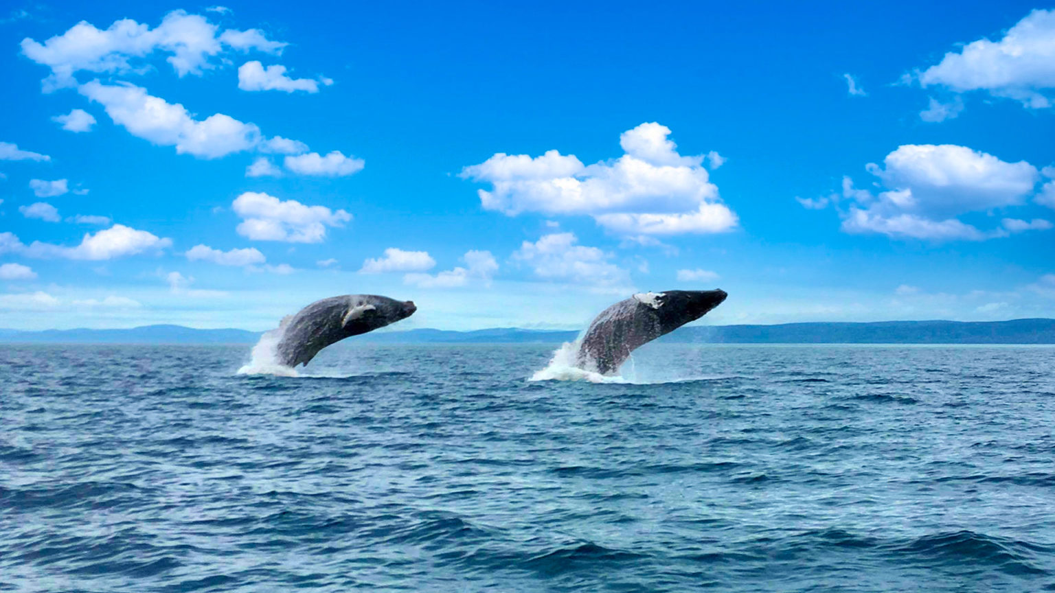 Viens voir les baleines - Les baleines du Québec