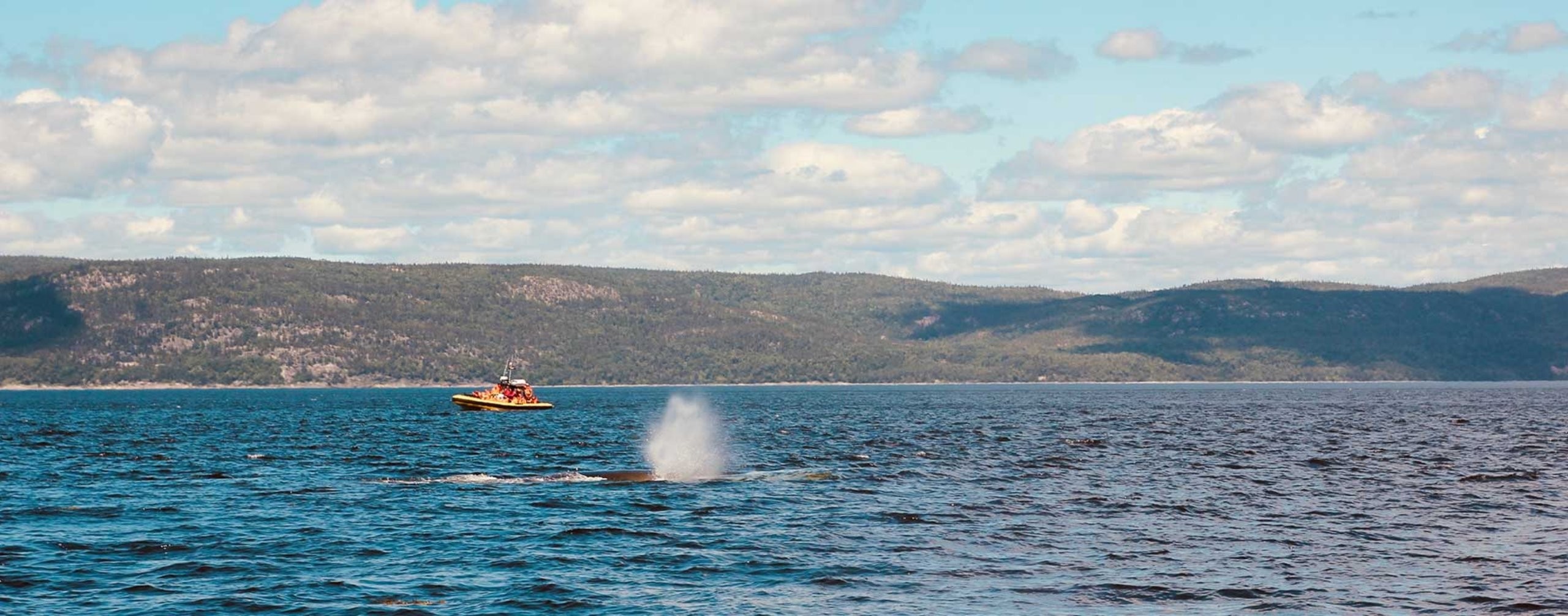 Viens voir les baleines - Les baleines du Québec