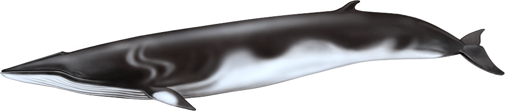 Whales of Quebec - An unforgettable experience