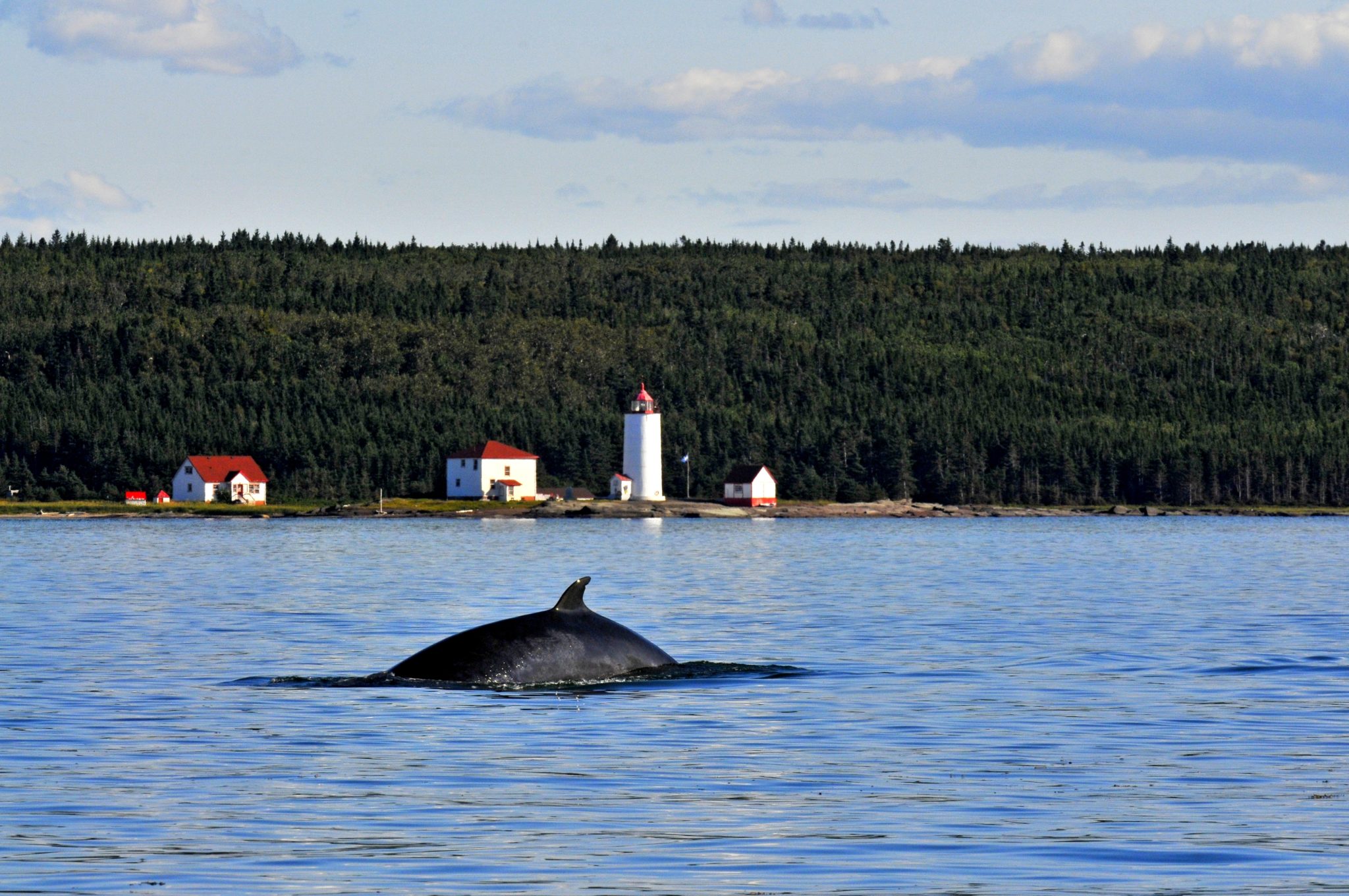 Viens voir les baleines - Les baleines du Québec