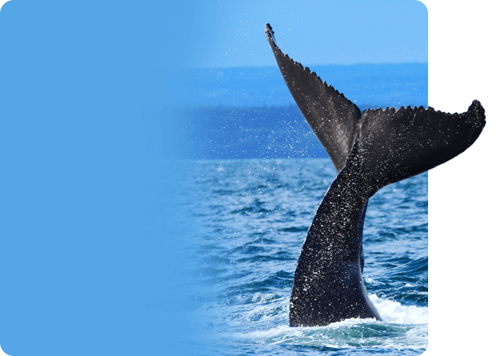 Viens voir les baleines - Les baleines du Québec
