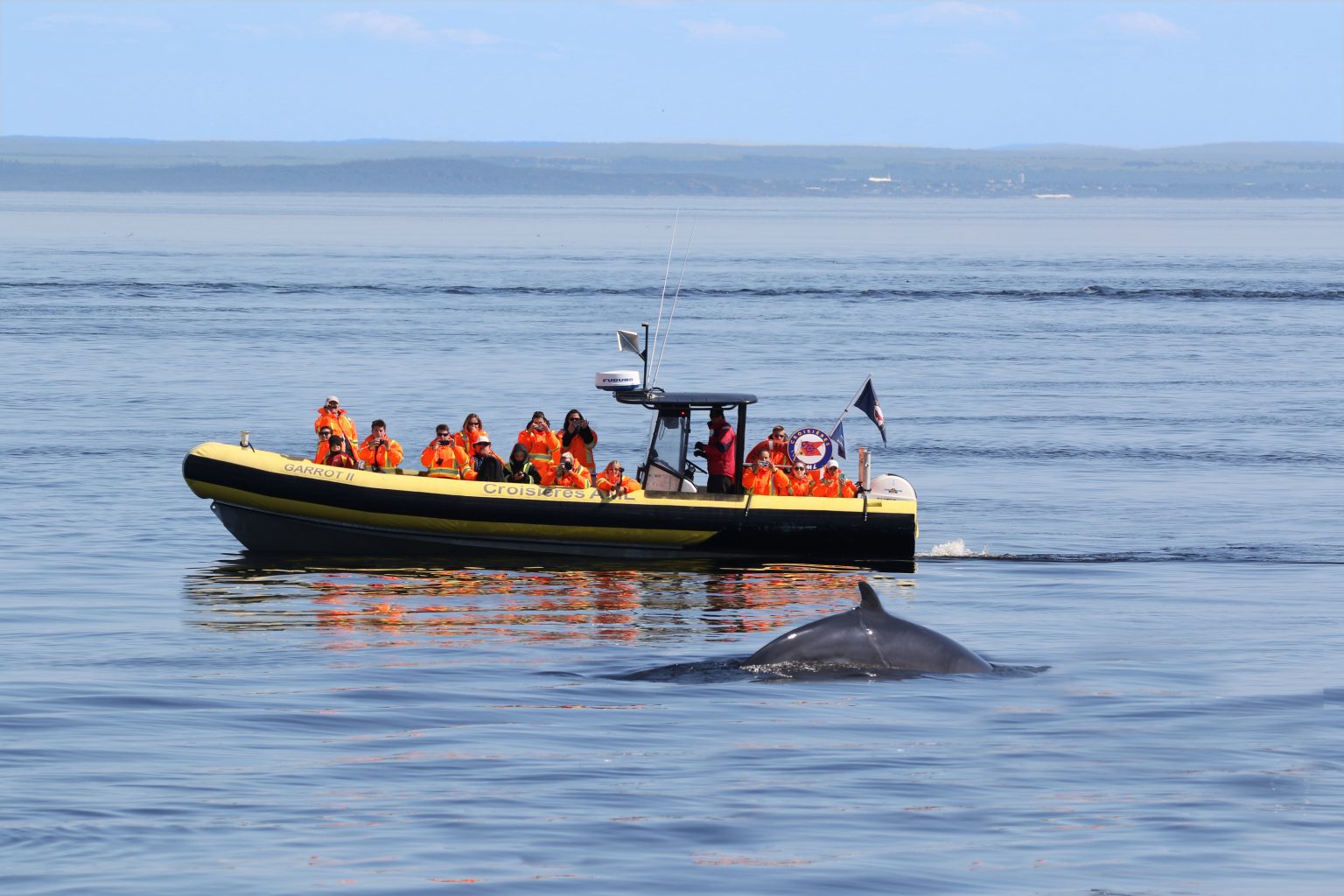 Viens voir les baleines - Les baleines du Québec